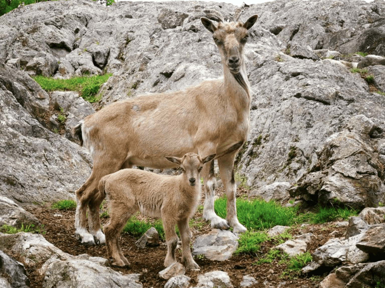Featured Creature: Markhor - Biodiversity for a Livable Climate